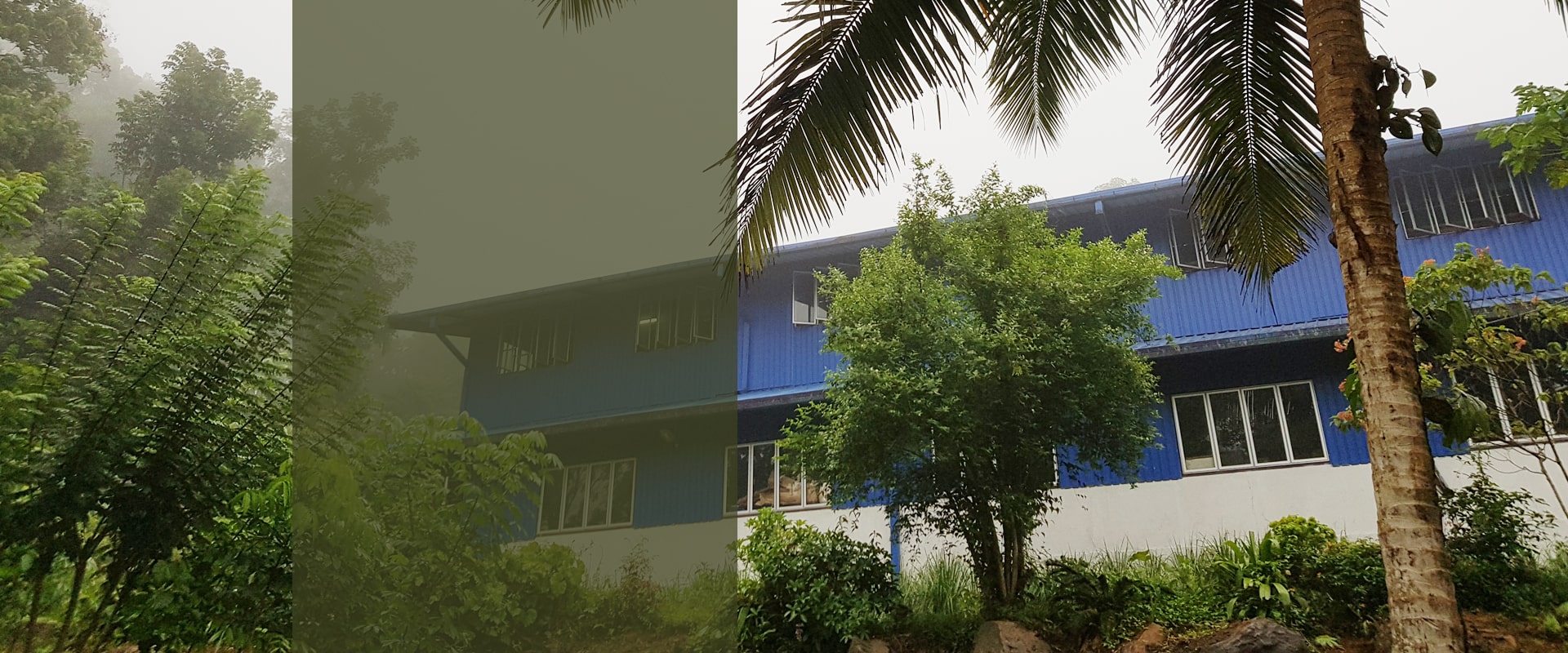 Ahinsa Tea – Fairtrade certified organic tea producer in Sri Lanka